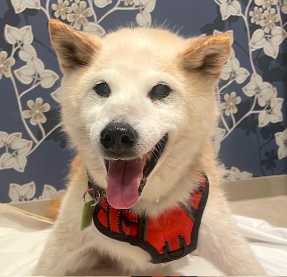 穏やかな柴のおじいちゃん犬｜いつでも里親募集中