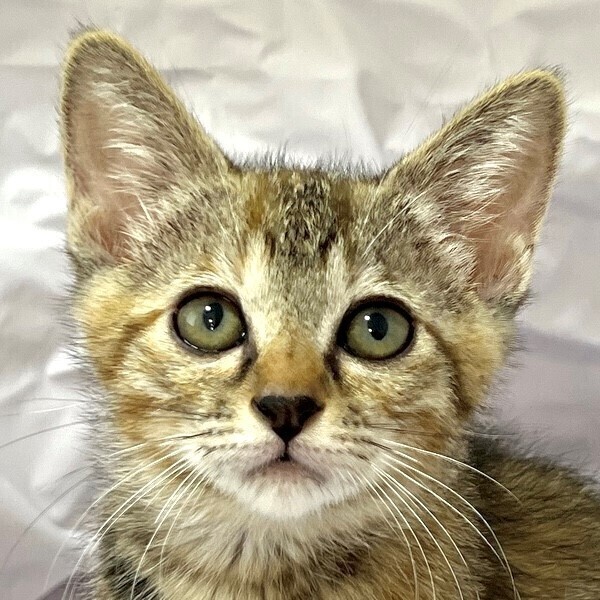 ツヨカワにゃんこ♪2ヶ月｜いつでも里親募集中