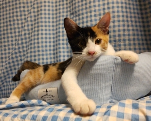 子ウサギにゃんこ♪3ヶ月｜いつでも里親募集中