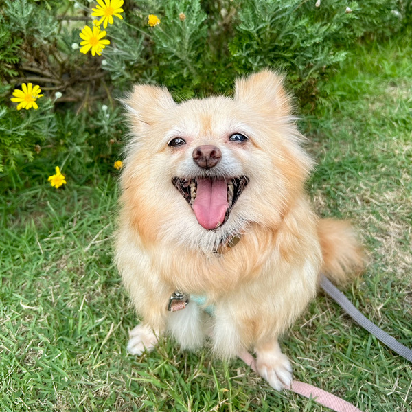 笑顔がかわいい！ポメラニアン風のブロッサム｜いつでも里親募集中