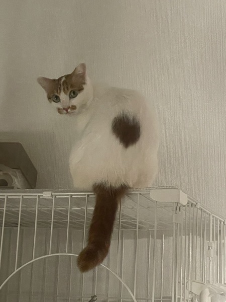 ハートマーク模様が特徴の茶白の女の子｜いつでも里親募集中