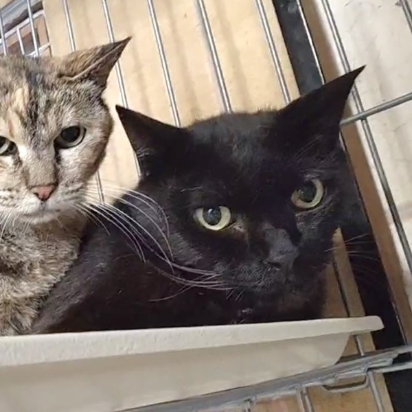 黒猫の男の子、クロくん｜いつでも里親募集中