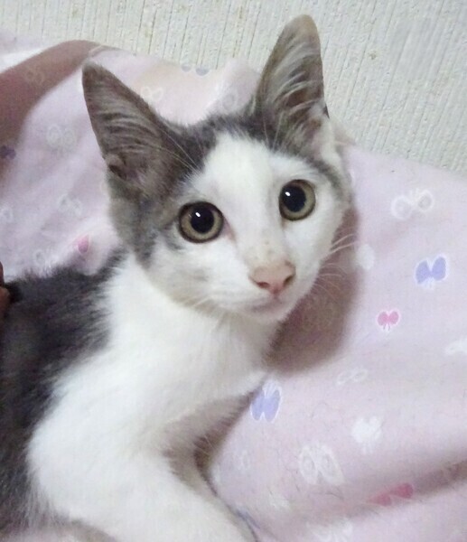 8月10日譲渡会参加、3兄弟のバルトくん｜いつでも里親募集中