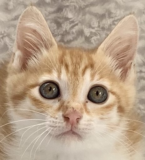 あまえんぼにゃんこ♪2ヶ月半｜いつでも里親募集中