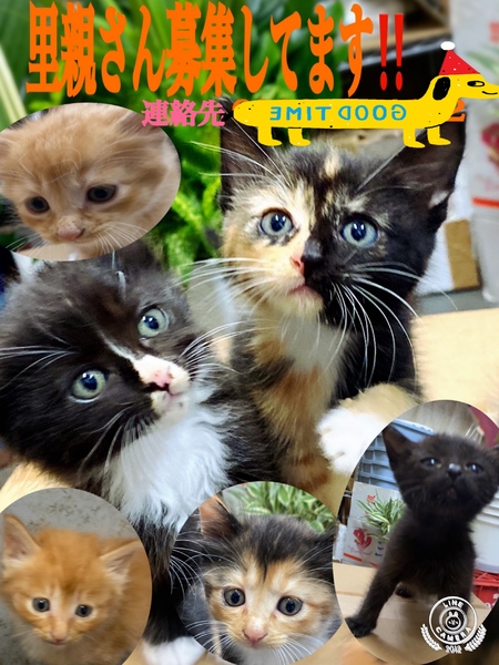 8匹兄弟｜いつでも里親募集中