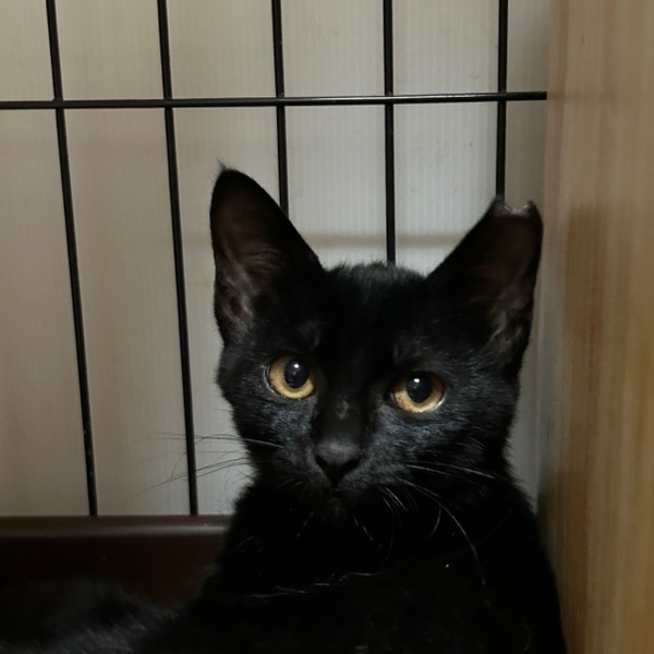 きぃちゃん 10/15譲渡会参加 優しい目をした鍵尻尾の黒猫さん｜いつでも里親募集中