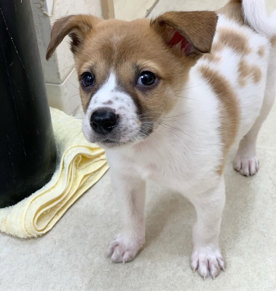 雑種の生後2か月子犬｜いつでも里親募集中