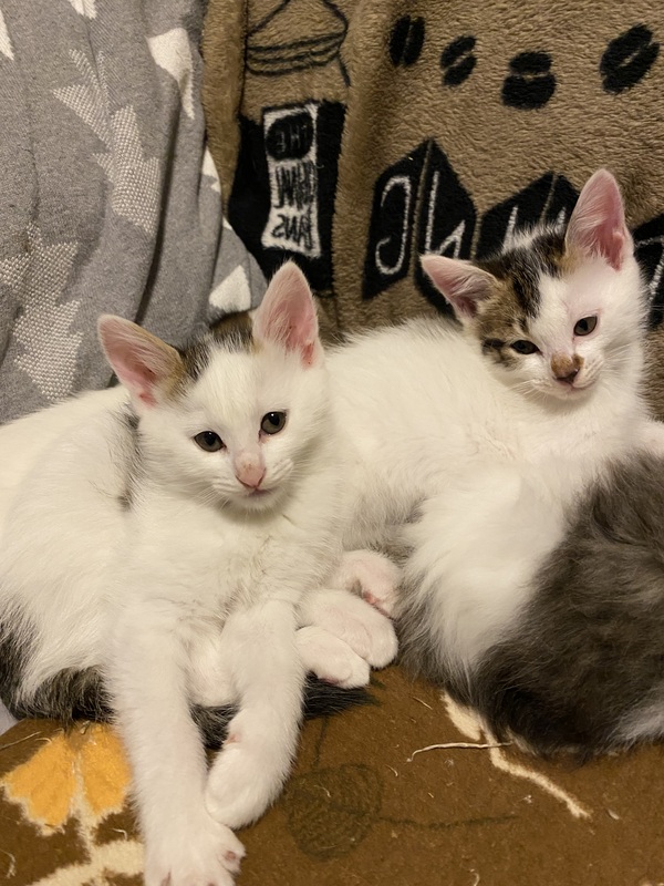生後2ヶ月の仔猫たちです｜いつでも里親募集中