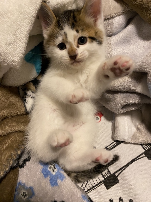 生後2ヶ月の仔猫たちです｜いつでも里親募集中