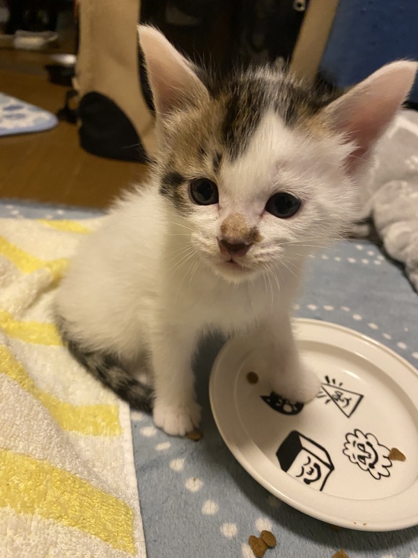 生後2ヶ月の仔猫たちです｜いつでも里親募集中