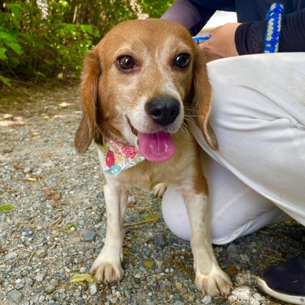 優しくおっとり、ビーグルのつぐみちゃん｜いつでも里親募集中