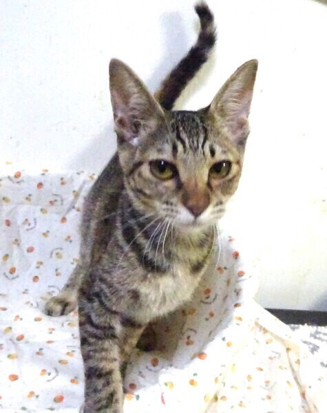 11月16日譲渡会参加、小柄なかの子ちゃん｜いつでも里親募集中