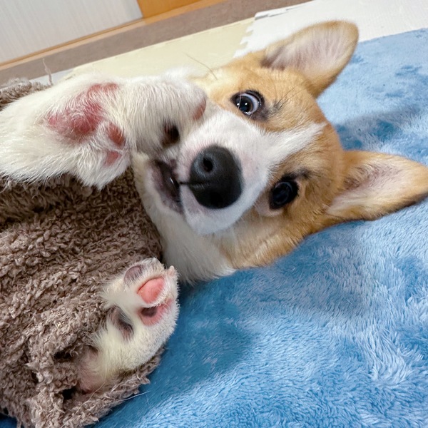 おもちゃ大好き！コーギー彩葉ちゃん｜いつでも里親募集中