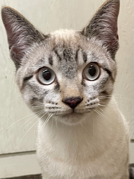 人にも猫にもコミュ力高め！/はなみち｜いつでも里親募集中