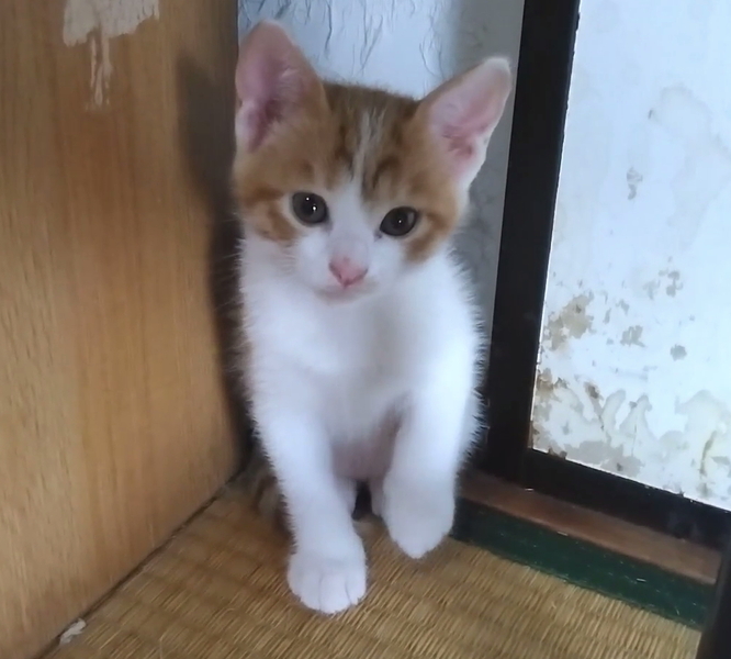 とっても可愛い茶白くん｜いつでも里親募集中