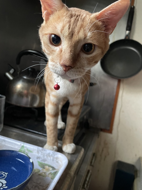 多頭飼育崩壊から猫の里親募集【つくし君】｜いつでも里親募集中