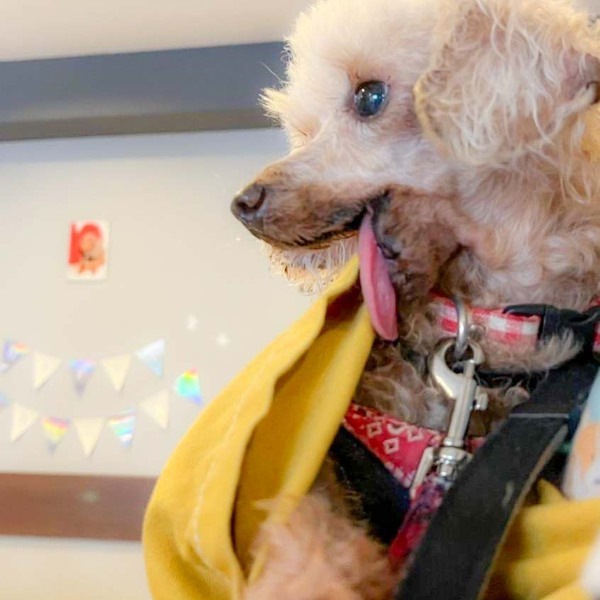 犬も人も大好きなポジティブガール！トイプーのパッショーネ｜いつでも里親募集中