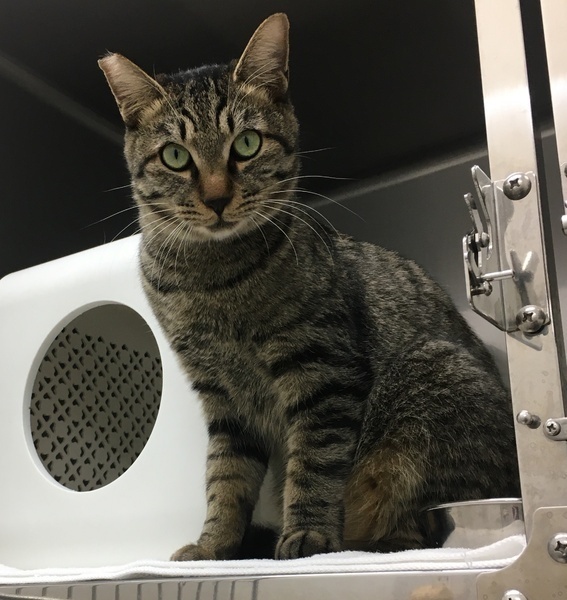 かっこいいキジトラ「きぬ太」君｜いつでも里親募集中