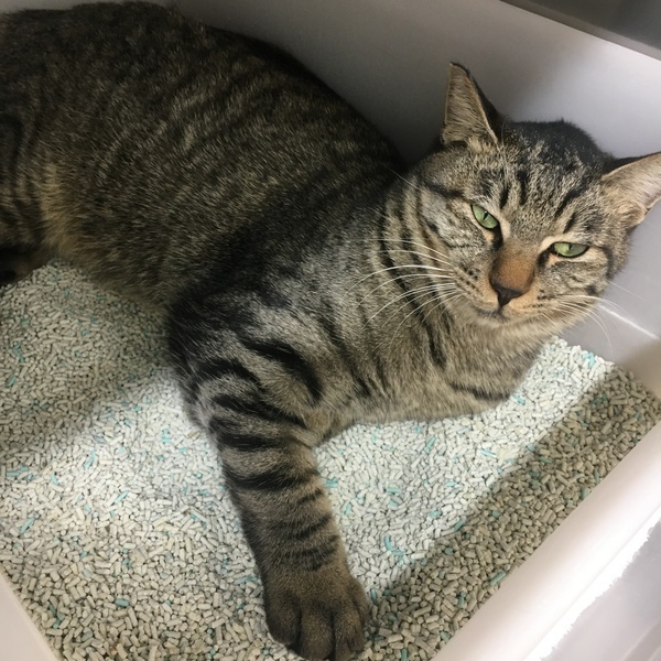 かっこいいキジトラ「きぬ太」君｜いつでも里親募集中