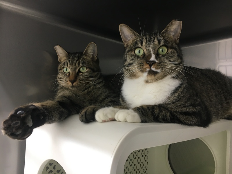 かっこいいキジトラ「きぬ太」君｜いつでも里親募集中