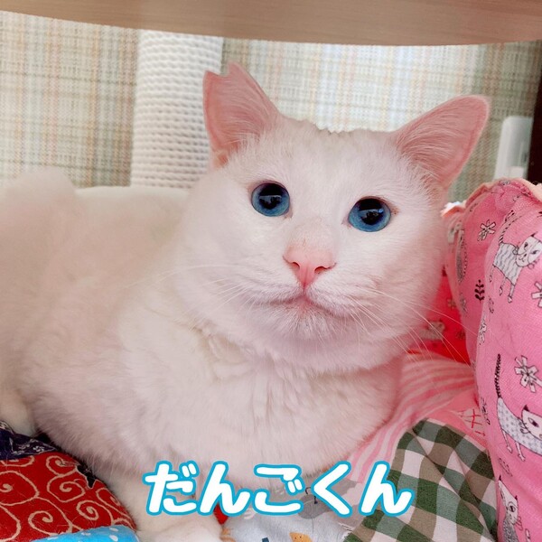 【2/19譲渡会】だんごくん｜いつでも里親募集中