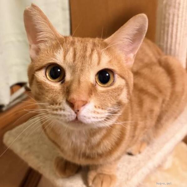 【ワンダ】遊ぶことが大好きな怖がり茶トラ男子｜いつでも里親募集中