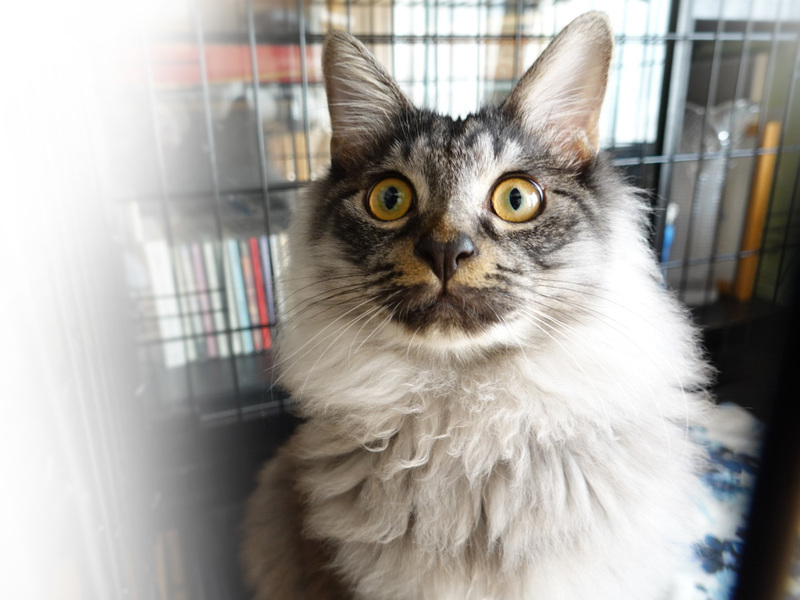 【12/1浅草橋】長毛甘えん坊！美男子♡ソラくん｜いつでも里親募集中