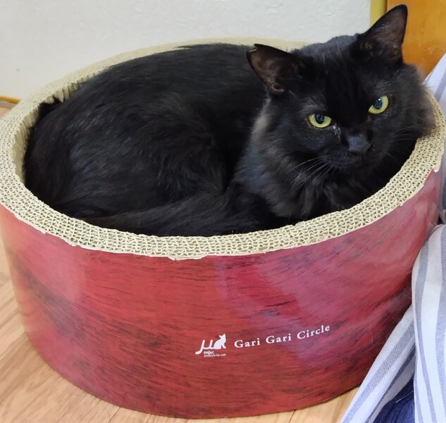 ふさふさ☆楽しい黒猫女子☆カノン｜いつでも里親募集中