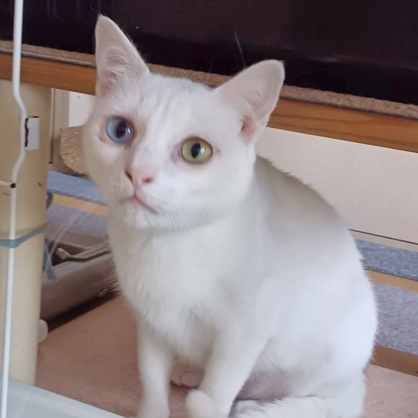 【全国可・保護猫】きれいなオッドアイ！白猫のマメちゃん｜いつでも里親募集中