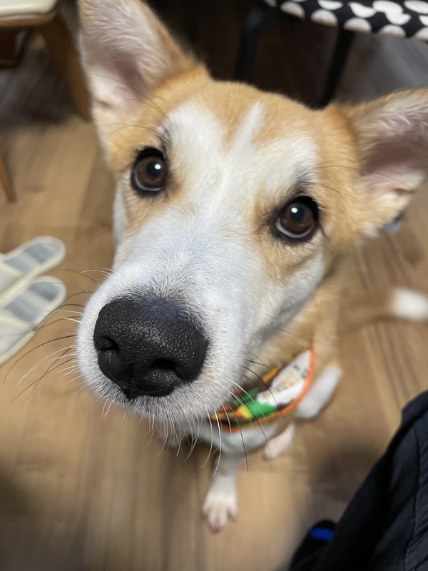 ナッツ！人馴れした野犬。｜いつでも里親募集中