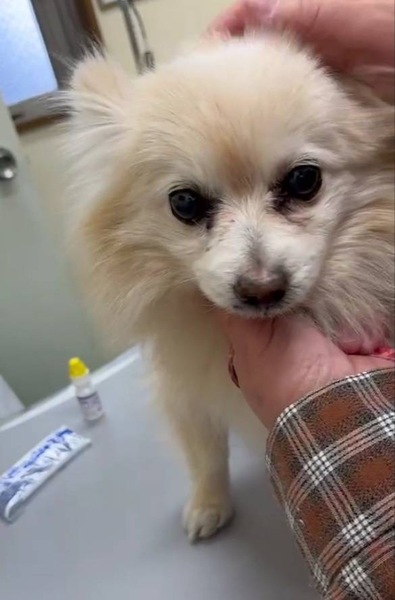 1/16さいたま譲渡会 ちわわ10歳 女の子｜いつでも里親募集中