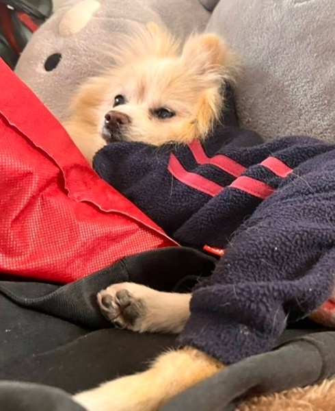 1/16さいたま譲渡会 ちわわ10歳 女の子｜いつでも里親募集中