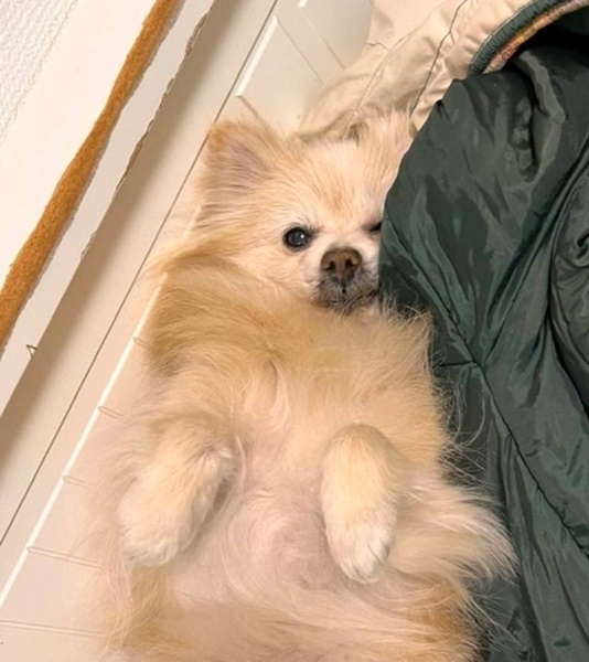 1/16さいたま譲渡会 ちわわ10歳 女の子｜いつでも里親募集中