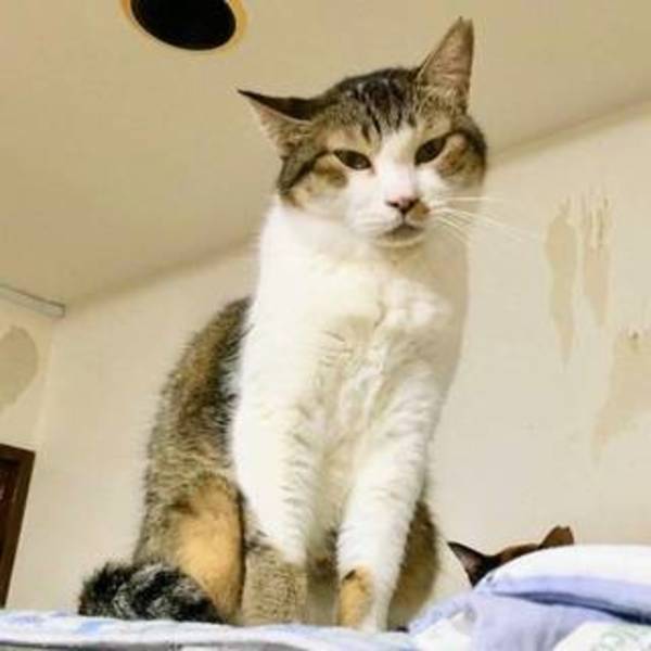 【シャー子】挨拶はシャー！のキジ白美猫｜いつでも里親募集中