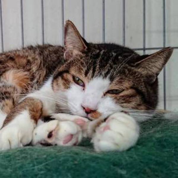 【シャー子】挨拶はシャー！のキジ白美猫｜いつでも里親募集中