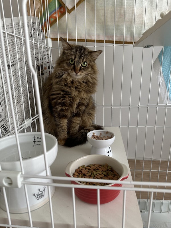 もふもふな女の子｜いつでも里親募集中