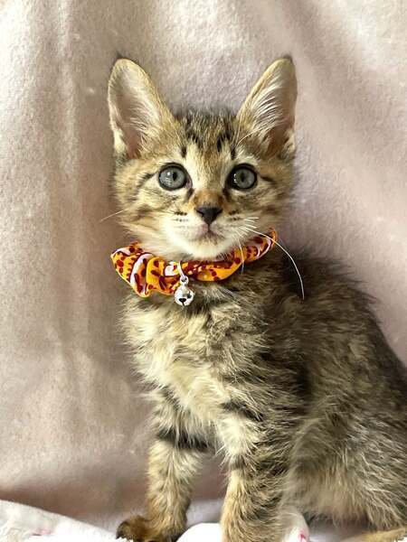 【9/10東銀座】郁くん2ヵ月半♪｜いつでも里親募集中