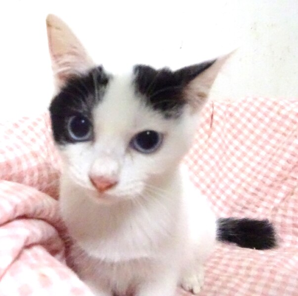 1月25日（日）譲渡会参加、ブルーアイの香子ちゃん｜いつでも里親募集中