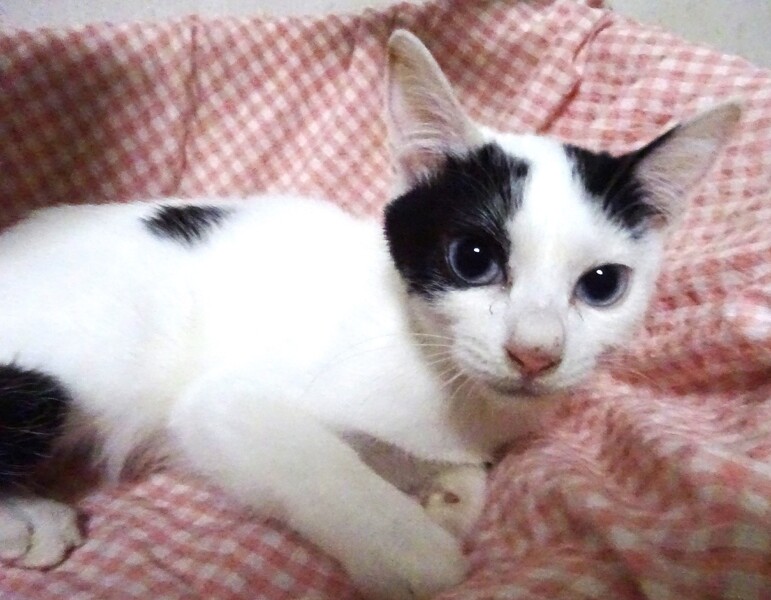 1月25日（日）譲渡会参加、ブルーアイの香子ちゃん｜いつでも里親募集中