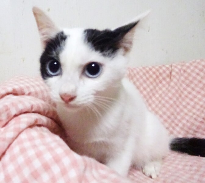 1月25日（日）譲渡会参加、ブルーアイの香子ちゃん｜いつでも里親募集中