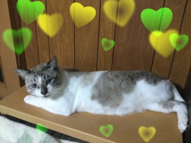2〜3歳位｜いつでも里親募集中