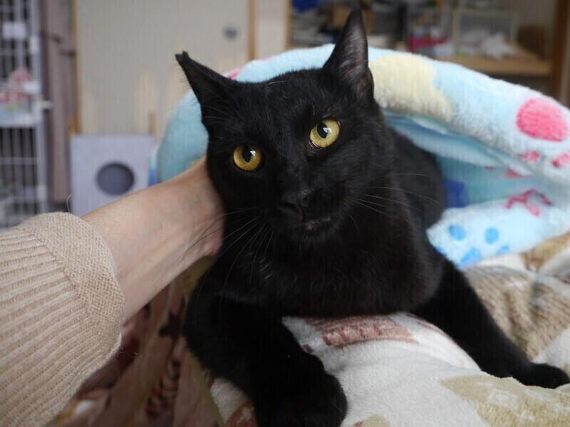 シャイで臆病な黒猫の男の子｜いつでも里親募集中