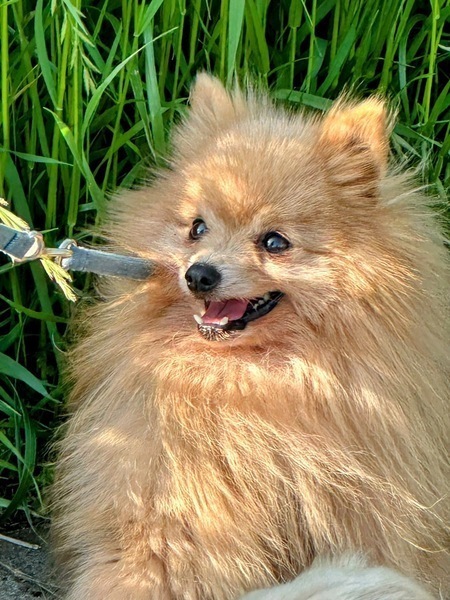 ♡パピーみたいなポメのしょうがクン♡｜いつでも里親募集中