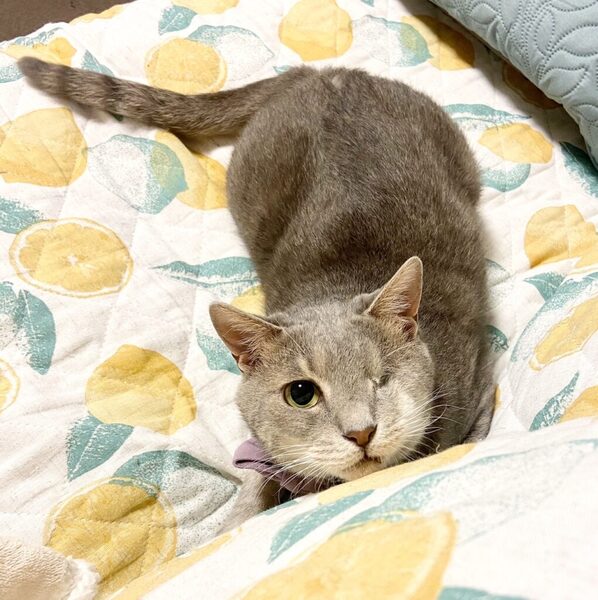 超レア★神秘的なパステルカラーの男の子｜いつでも里親募集中