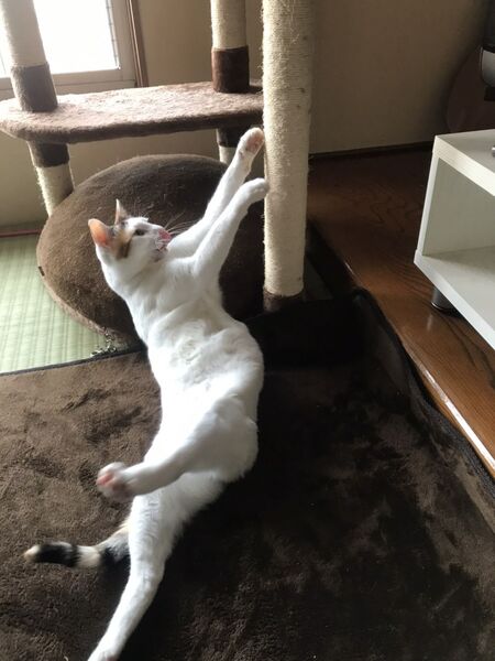 美猫三毛 里親募集｜いつでも里親募集中